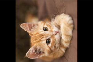 Python Pillow - How to Rotate Images (PIL) - CodersLegacy