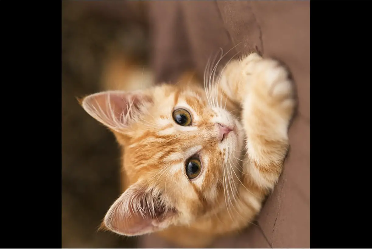 Python Pillow How To Rotate Images Pil Coderslegacy