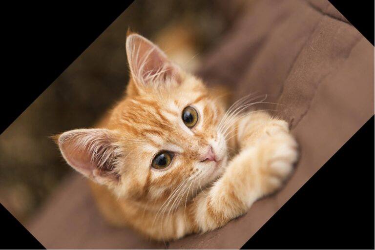 Python Pillow How To Rotate Images Pil Coderslegacy