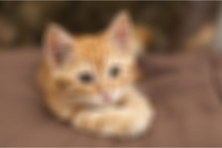 Python Pillow - Image Blur Effect with ImageFilter - CodersLegacy